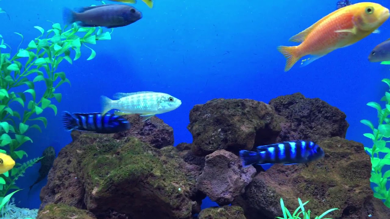 Melanochromis exasperatus - YouTube