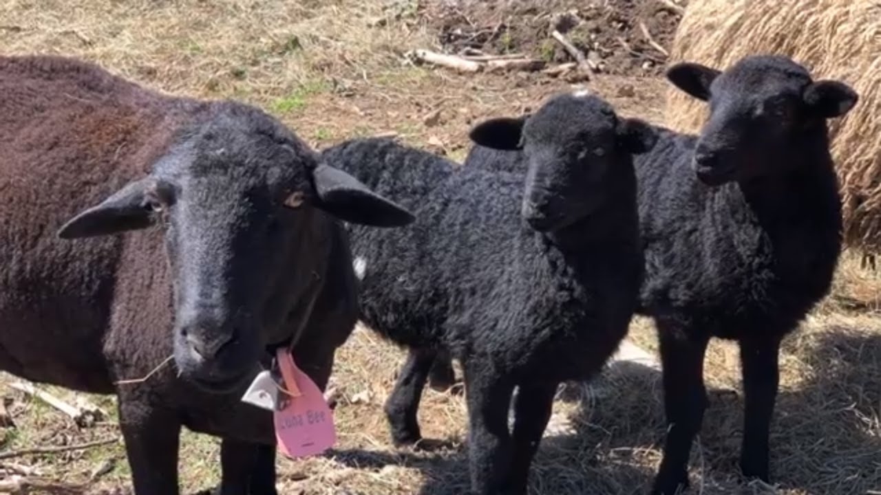 How To Breed Sheep Without Keeping a Ram - YouTube