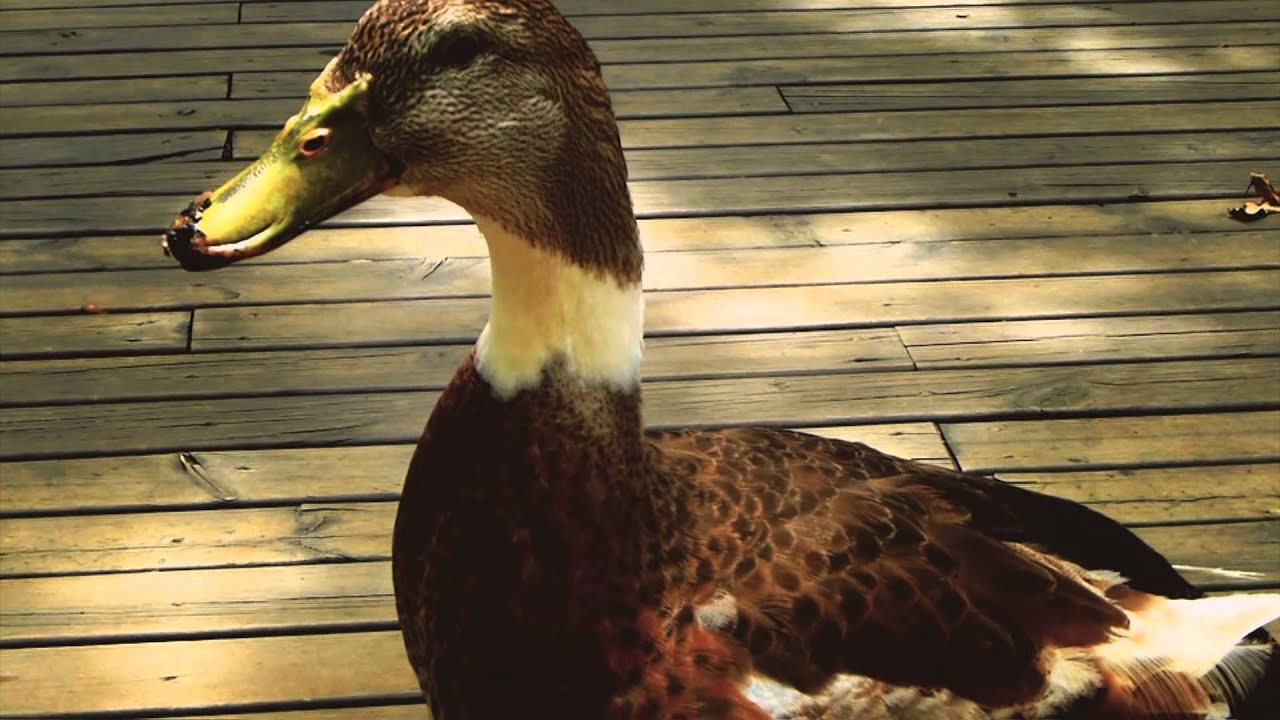 #5578, Acercamiento a un pato de color cafe [Efecto], Animales en el ...