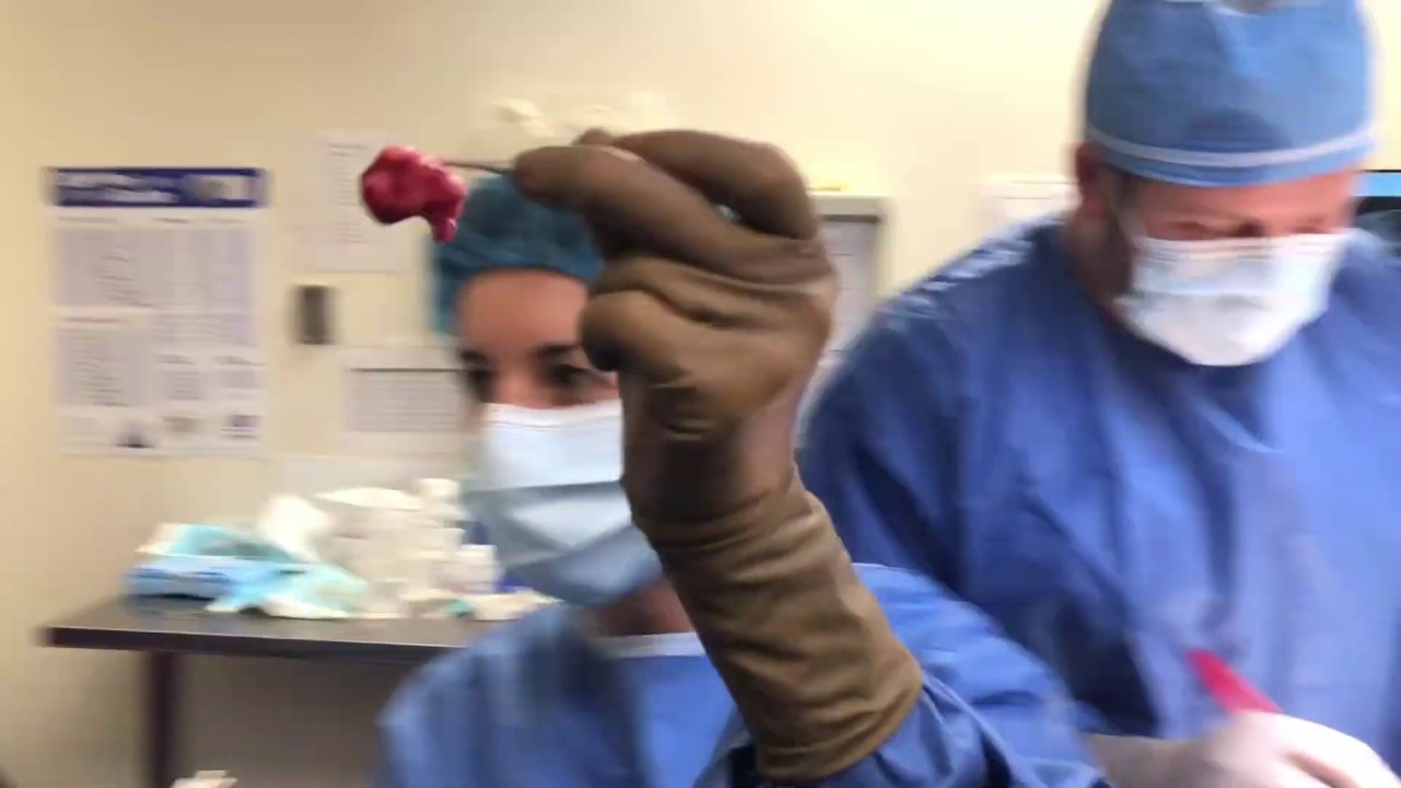 Brain surgery in a dog: frontal carcinoma removal with titanium ...