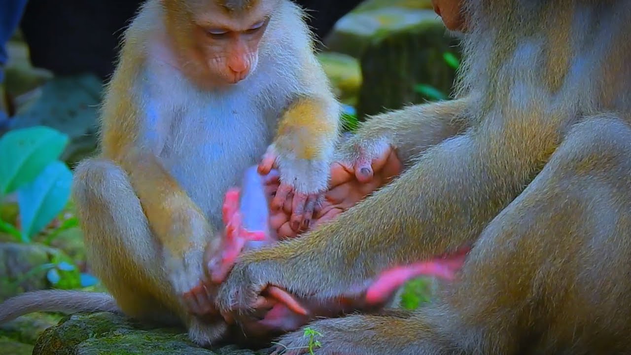 Oops! Why Lucie and Luna doing like that on newborn baby Luno, what's wrong? - YouTube