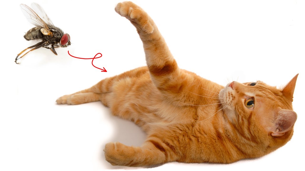 CAT TV - 3D Crazy Flies 🙀🪰 Best game for CATS 😻 [4K] FLY CAT TOY - YouTube