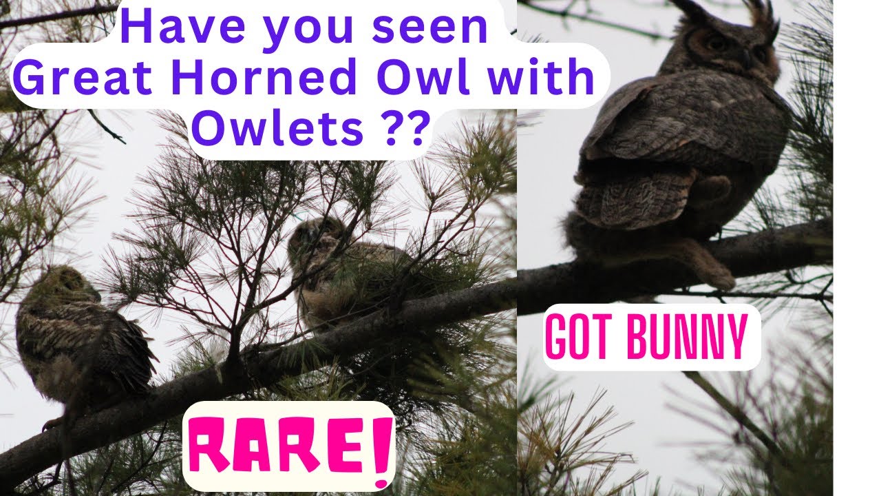 Great Horned Owl Caught Bunny for Kids | Owlets Sound | Owl Hoots ...