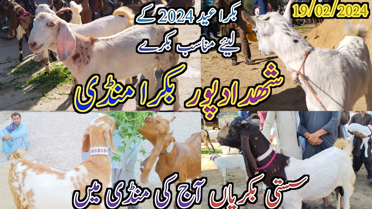 Shahdadpur Bakra mandi | latest update today | mix Goat breed | Bakra ...