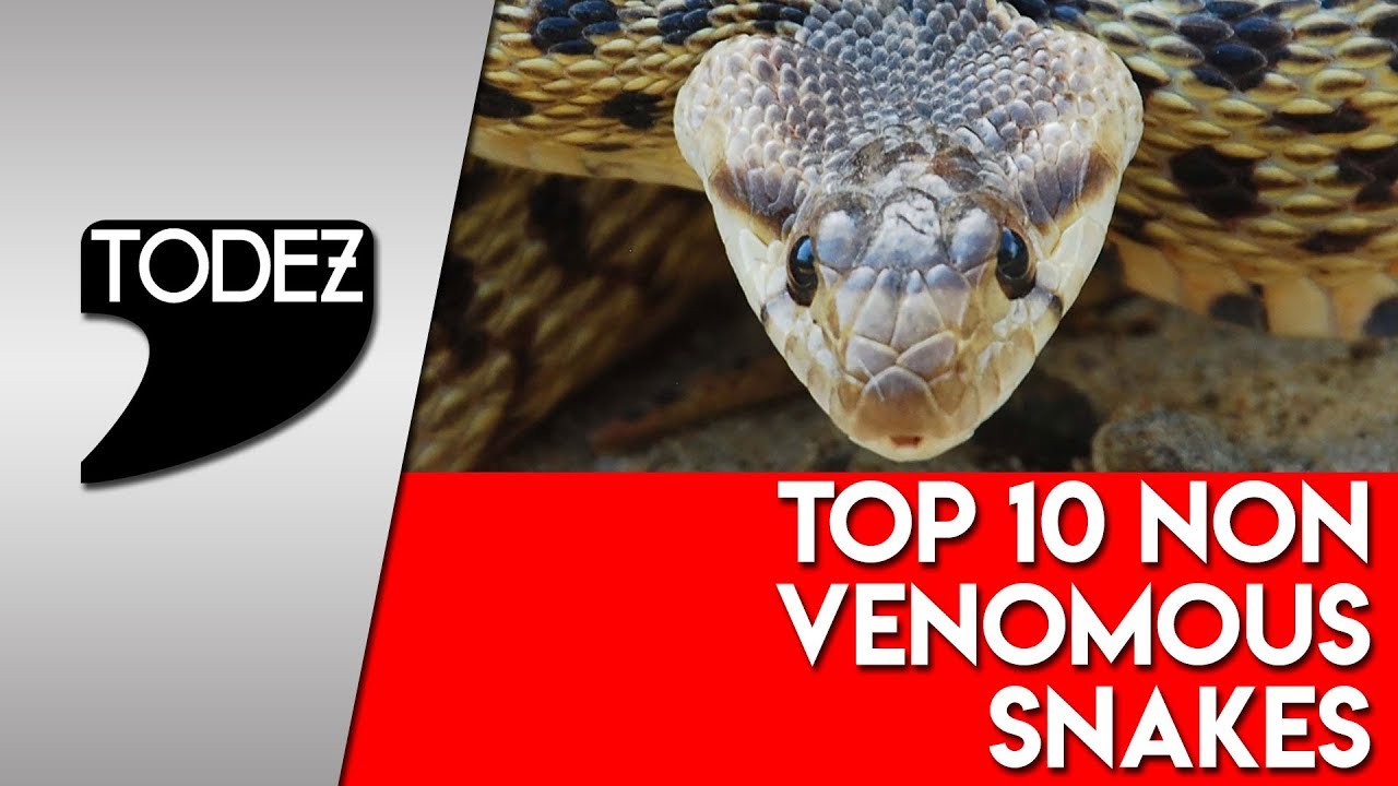Non Poisonous Snakes In The World