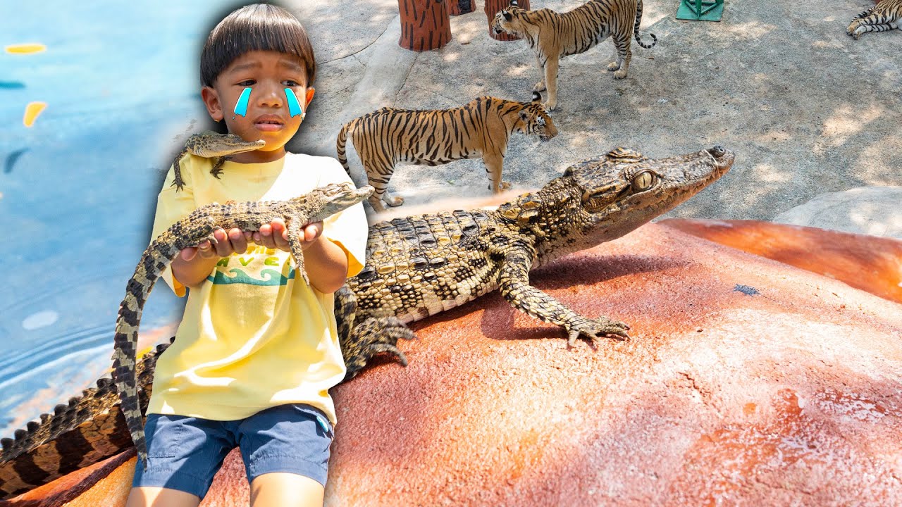 ลงบ่อจระเข้ จระเข้เกาะไหล่ เสือสุดหิว Tiger Topia Zoo | พี่ปลื้ม - YouTube