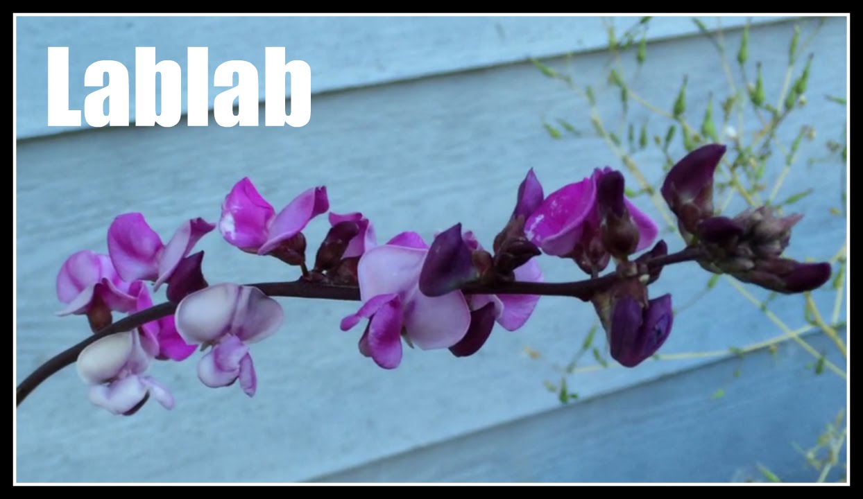 Lablab Bean (Lablab purpureus) Flowering - Ninja Gardening - Episode 58 ...