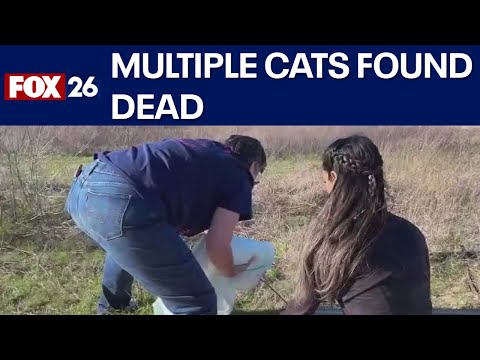 Multiple cats found dead in Katy-Cypress area - YouTube