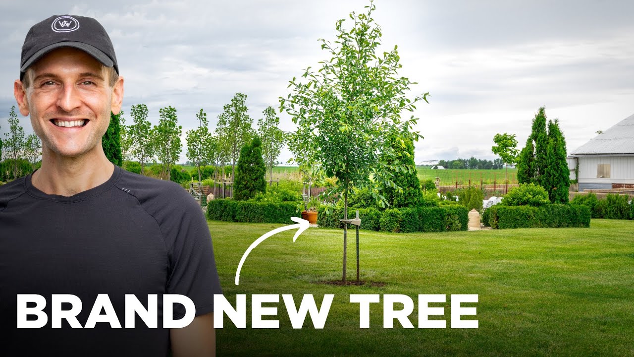 Planting Black Gum Tree + New Plants by 18 New Trees - YouTube