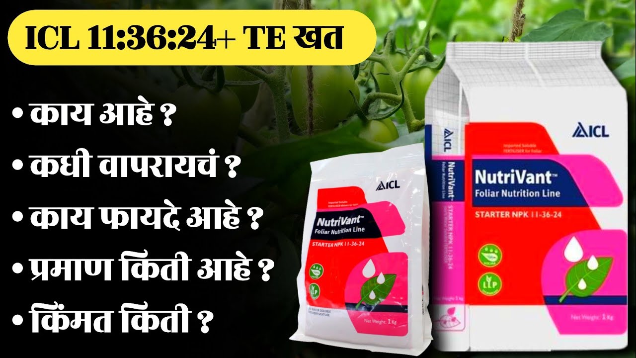 ICL Nutrivant 11:36:24 + TE खताचे फायदे | NPK Starter Grade | Uses ...