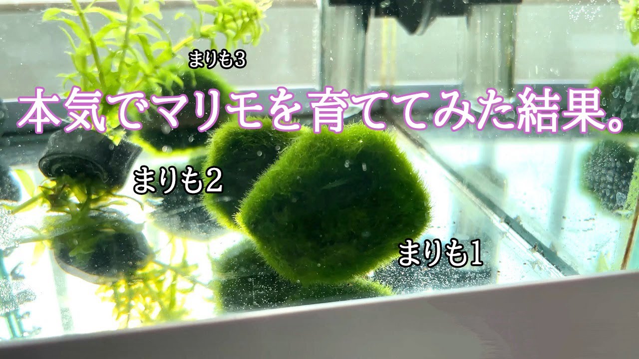 2年間本気でまりもを育ててみたら、予想以上に大きくなりました。 - YouTube