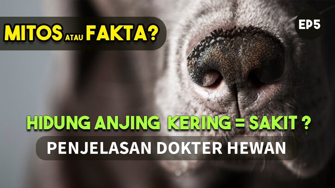 HIDUNG KERING PADA ANJING = SAKIT? | Gustavet Mitos Atau Fakta Episode ...