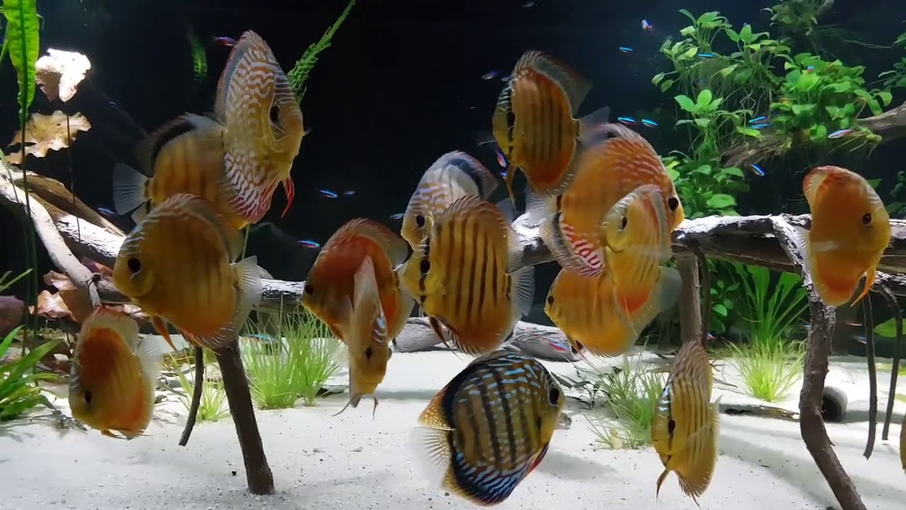 Enjoy all this new Video of Hans-Peter Vises adorable Cuipeua Discus ...