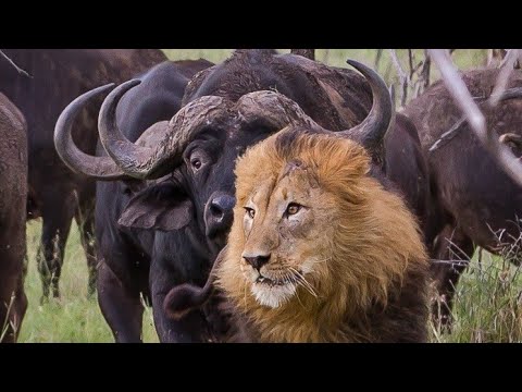 Fight to Death: Buffalo vs Lion ? HD - YouTube