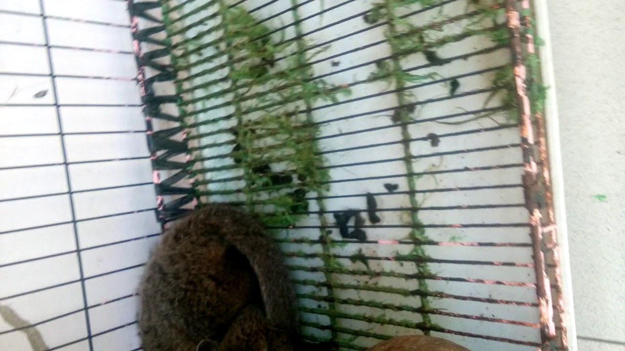 MUSANG AKAR (KEMAYU) - YouTube