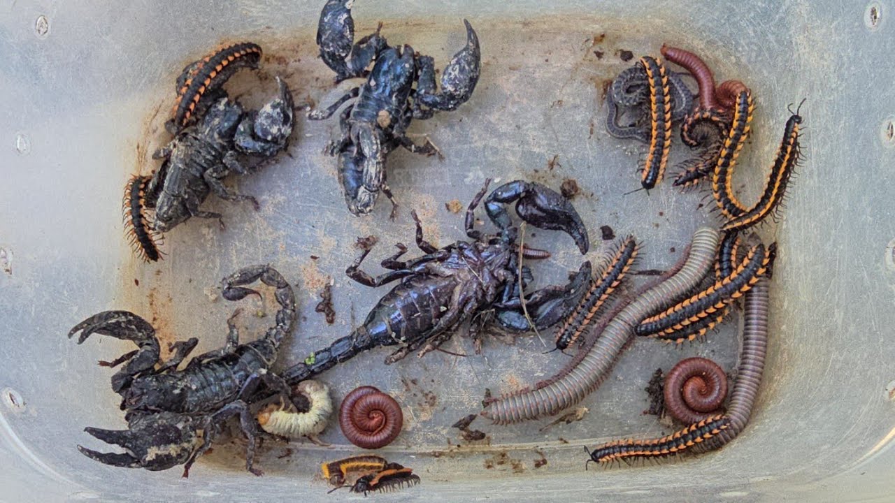 How Are These Creatures Discovered!! The Way To Hunt Group of Scorpions ...