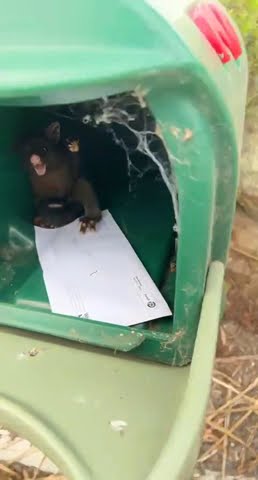 Possum found inside mailbox in Rotorua, New Zealand - YouTube