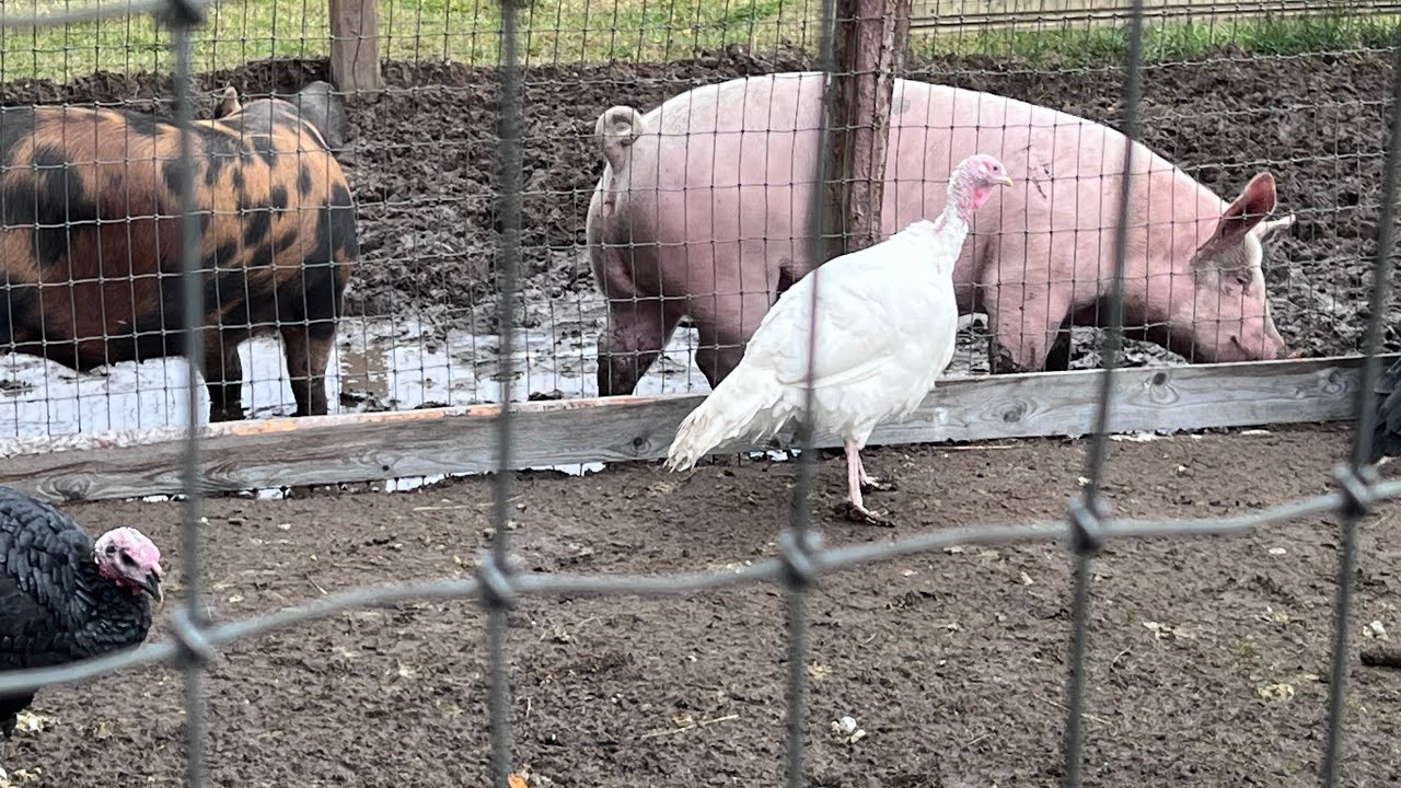 Getting Ready And (Warning) Dispatching The Pigs Pt 1 - YouTube