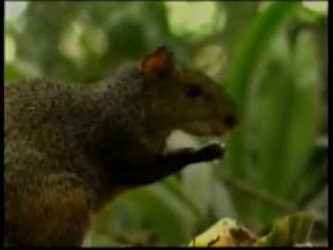 El Acutí (dasyprocta azarae) - YouTube
