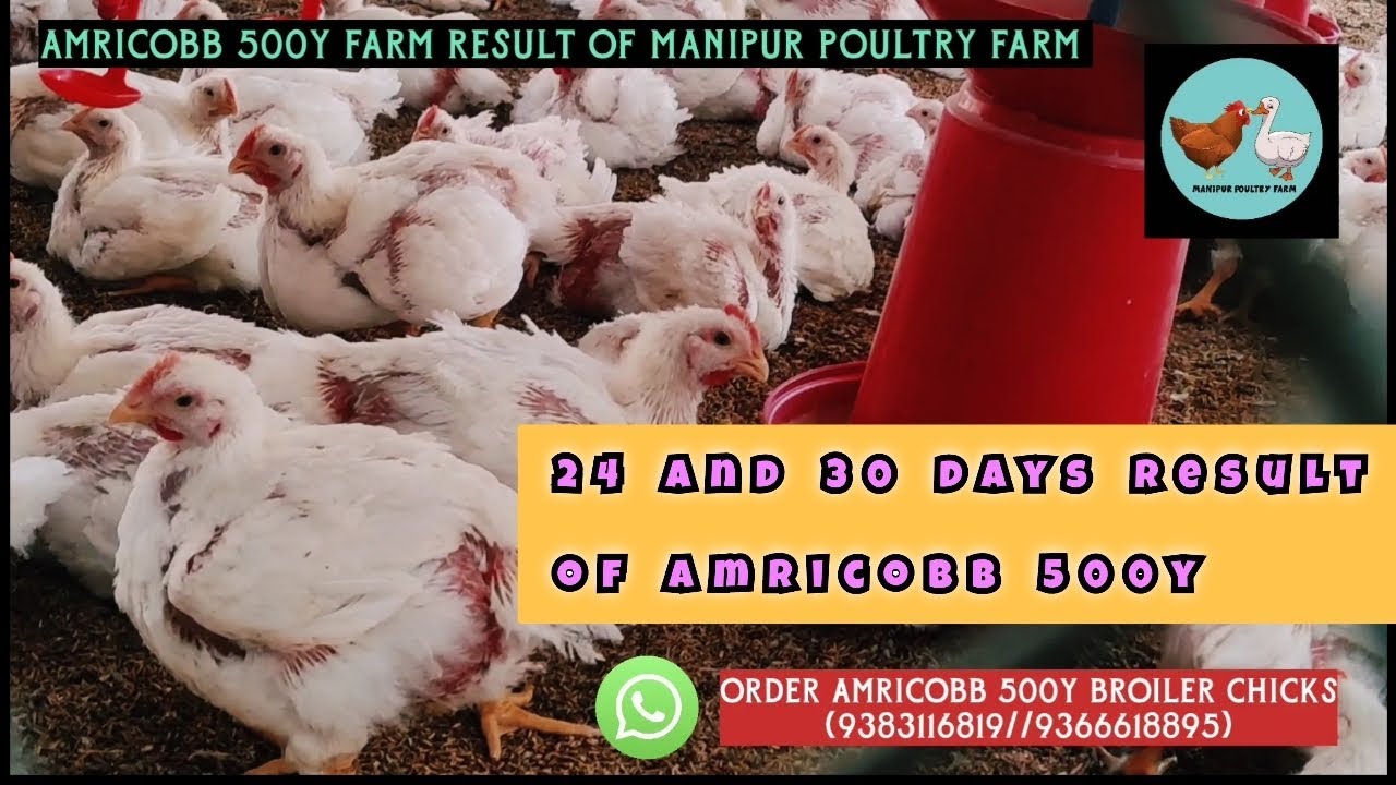 24th and 30th Days Farm results of Amricobb 500y //MANIPUR POULTRY FARM ...