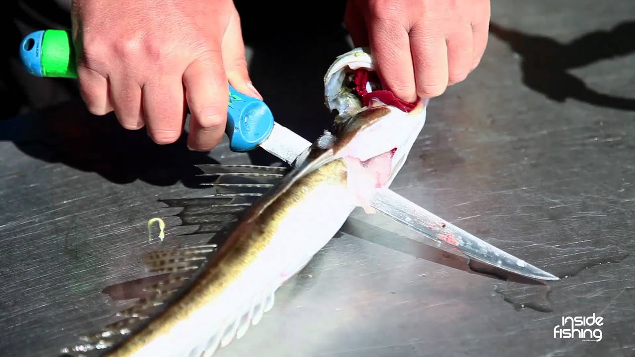 Inside Fishing Extra: How to prepare a Boneless Flathead Fillet - YouTube