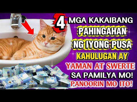 Pusa sa Ref, Lababo at Banyo? May Pera at Swerteng Dala Sayo? Panoorin ...