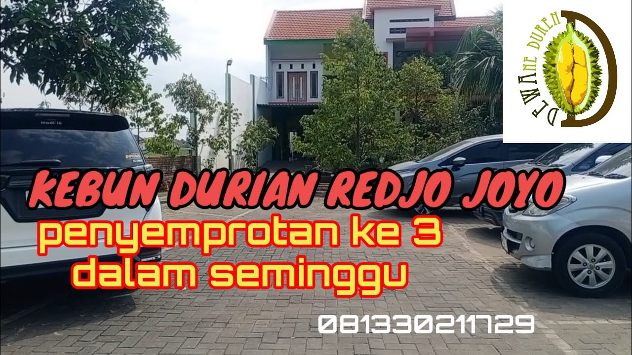 DEWAne Duren Beraksi - Durian Redjo Joyo Mulai Membaik (@dewaneduren ...