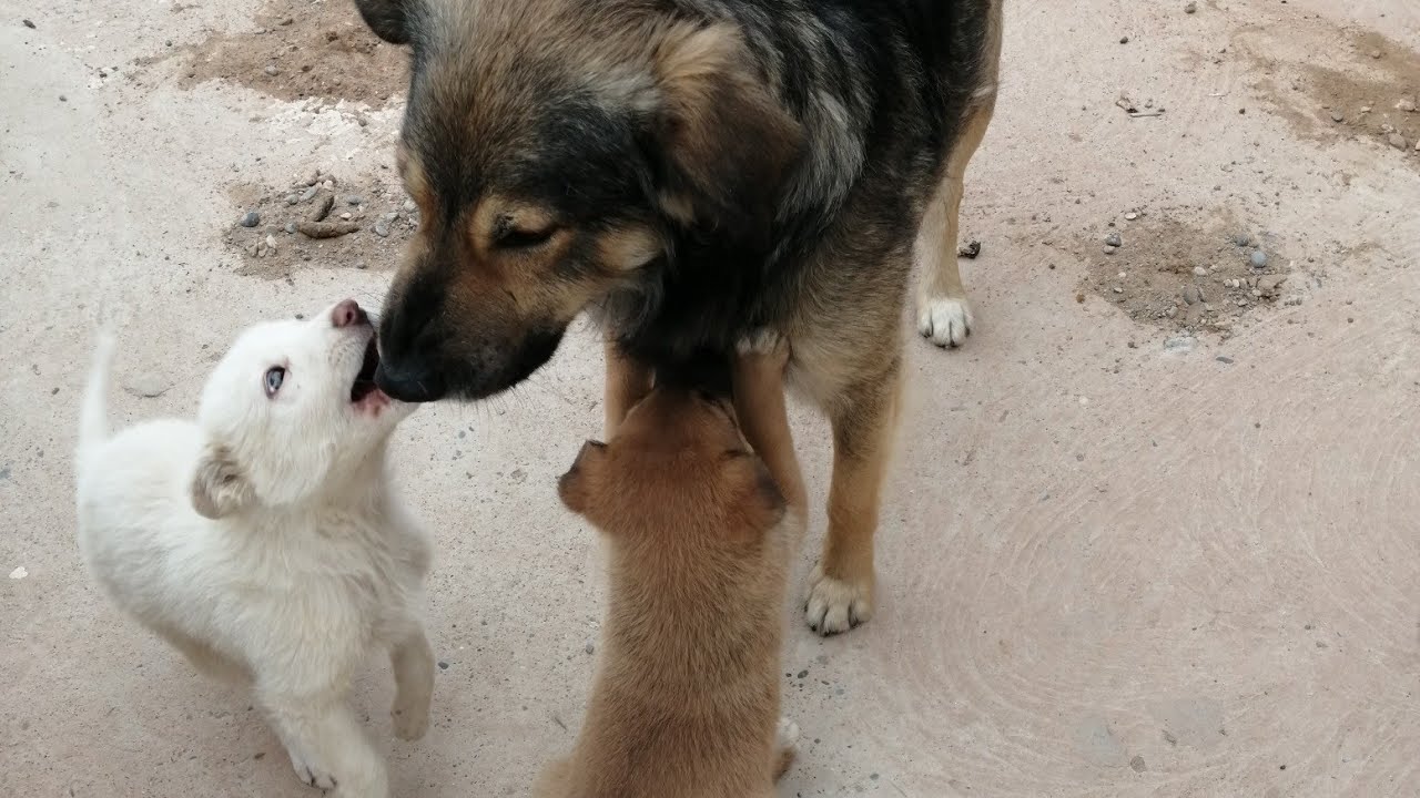 Rambo the baby sitter of Bill and Bella 😍 ️🥰 - YouTube