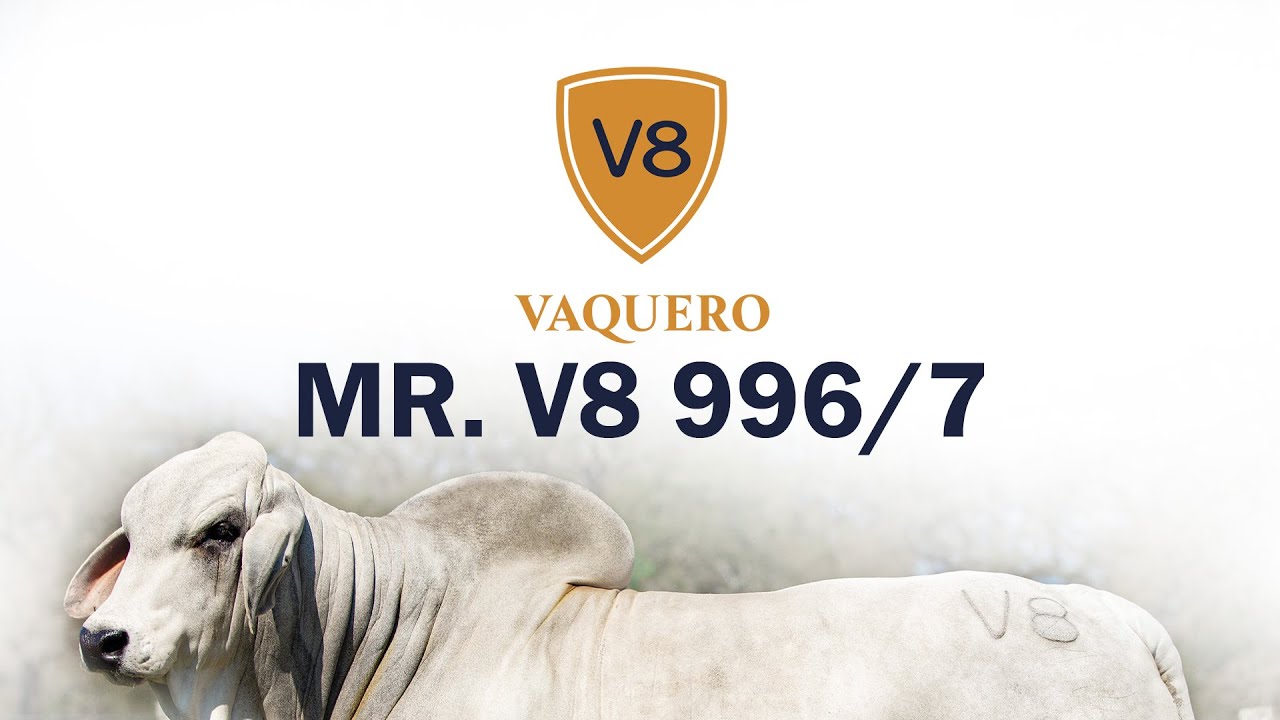 Mr. V8 997/6 "Vaquero" - V8 Ranch Brahman Bull - YouTube