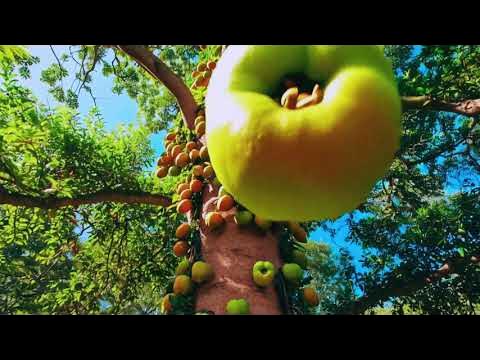 The Beginning - Garden of Eden Part 2 - Bible Stories for Kids - YouTube