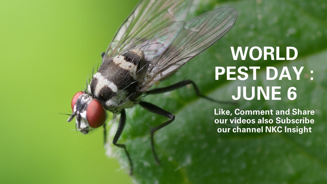 World Pest Day : June 6 - YouTube