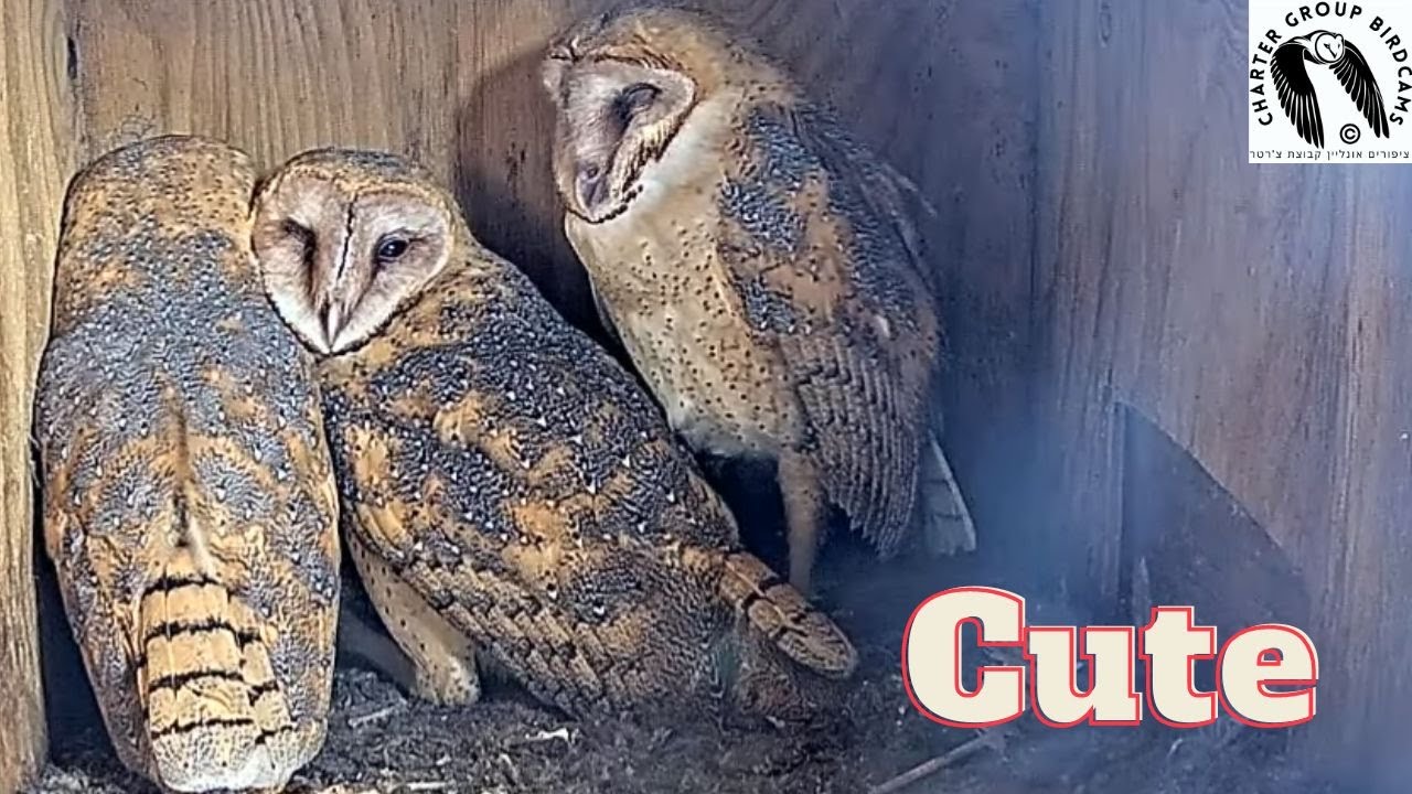 Barn Owl Fledglings Snuggle Up In Their Cozy Nest Box! - YouTube