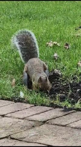 OMG😮Squirrel finding nuts in garden #Shorts #Amazing videos. - YouTube