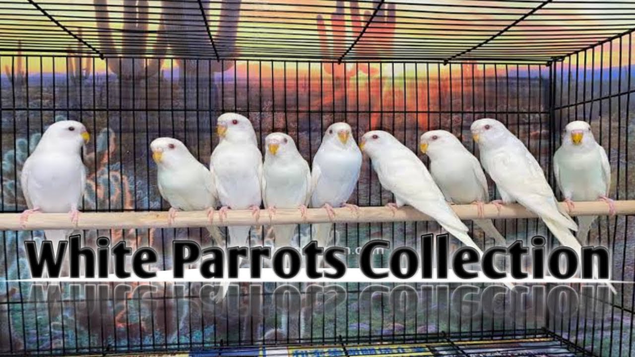 White Parrot Collection || Australian Parrot || Most Beautiful parrots ...