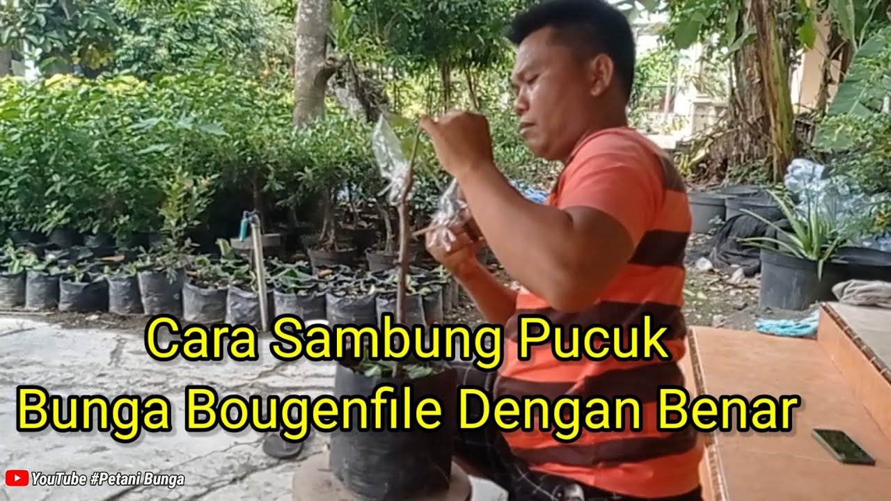 Cara jitu sambung pucuk bunga bougenfile Singapur#petanibunga - YouTube