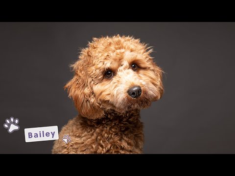 THERAPY Dog Grooming - The Cutest Cavapoo Ever! - YouTube