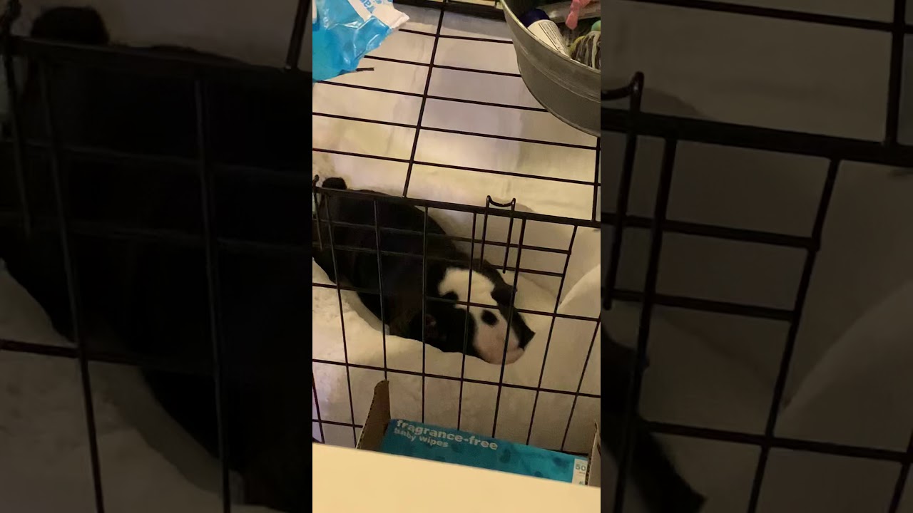 English bulldog crying for being in time out part 1 - YouTube