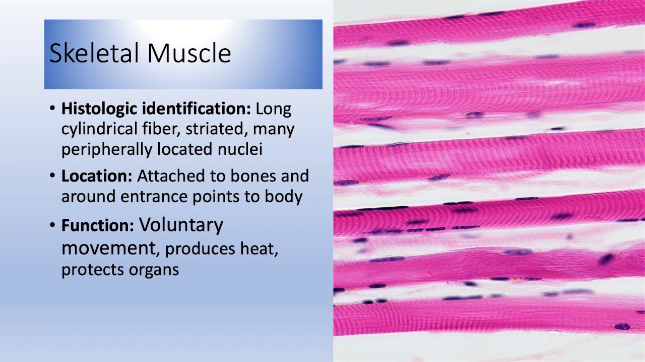 Intro to Muscle tissue - YouTube