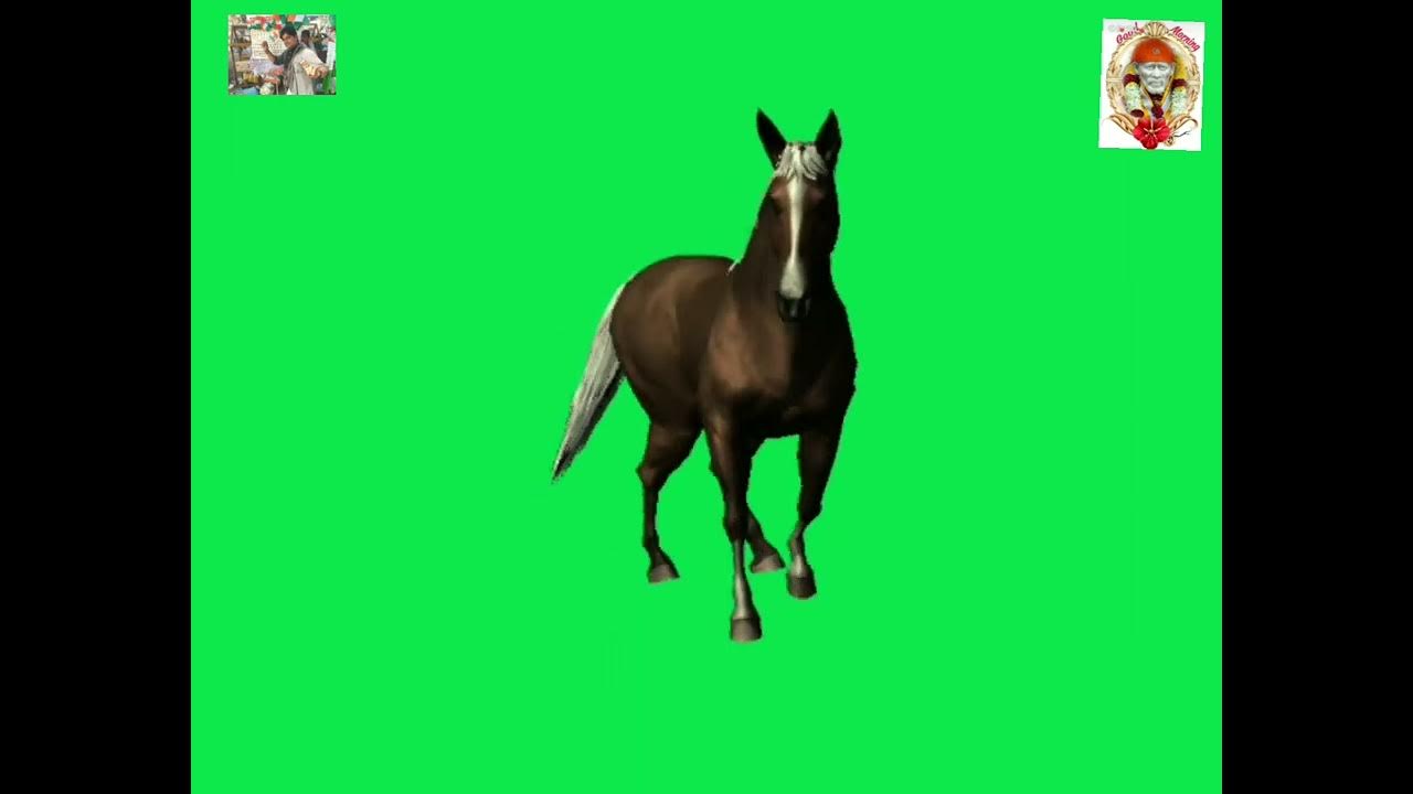 hourse running right video green background - YouTube