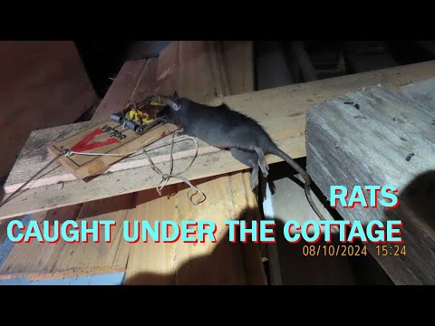 The Rat Trapper. Rats Caught Under Cottage During The Past Few Nights ...
