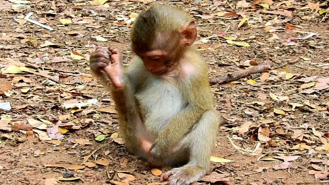 Smart baby Rainbow A lucky monkey Came to live in a group sonana, my ...