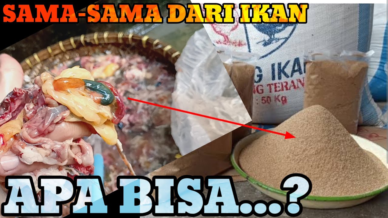 IKAN RUCAH,LIMBAH IKAN DIGANTI DENGAN TEPUNG IKAN[Apa bisa...? - YouTube