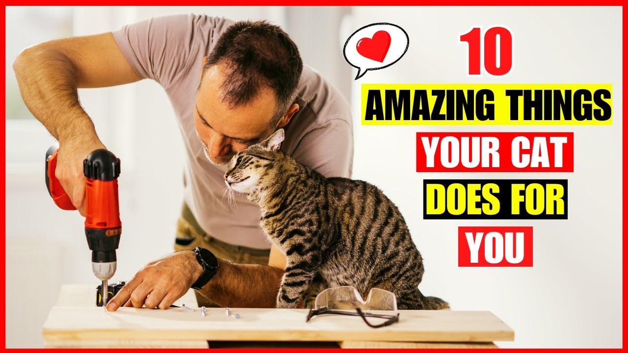 10 Amazing Things Your Cat Does For You (# 10 Will Surprise You ) - YouTube