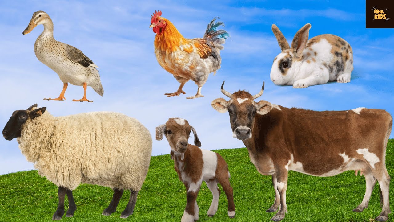 Farm Animals Names and Sounds | Learn Animal Sounds for Kids - YouTube