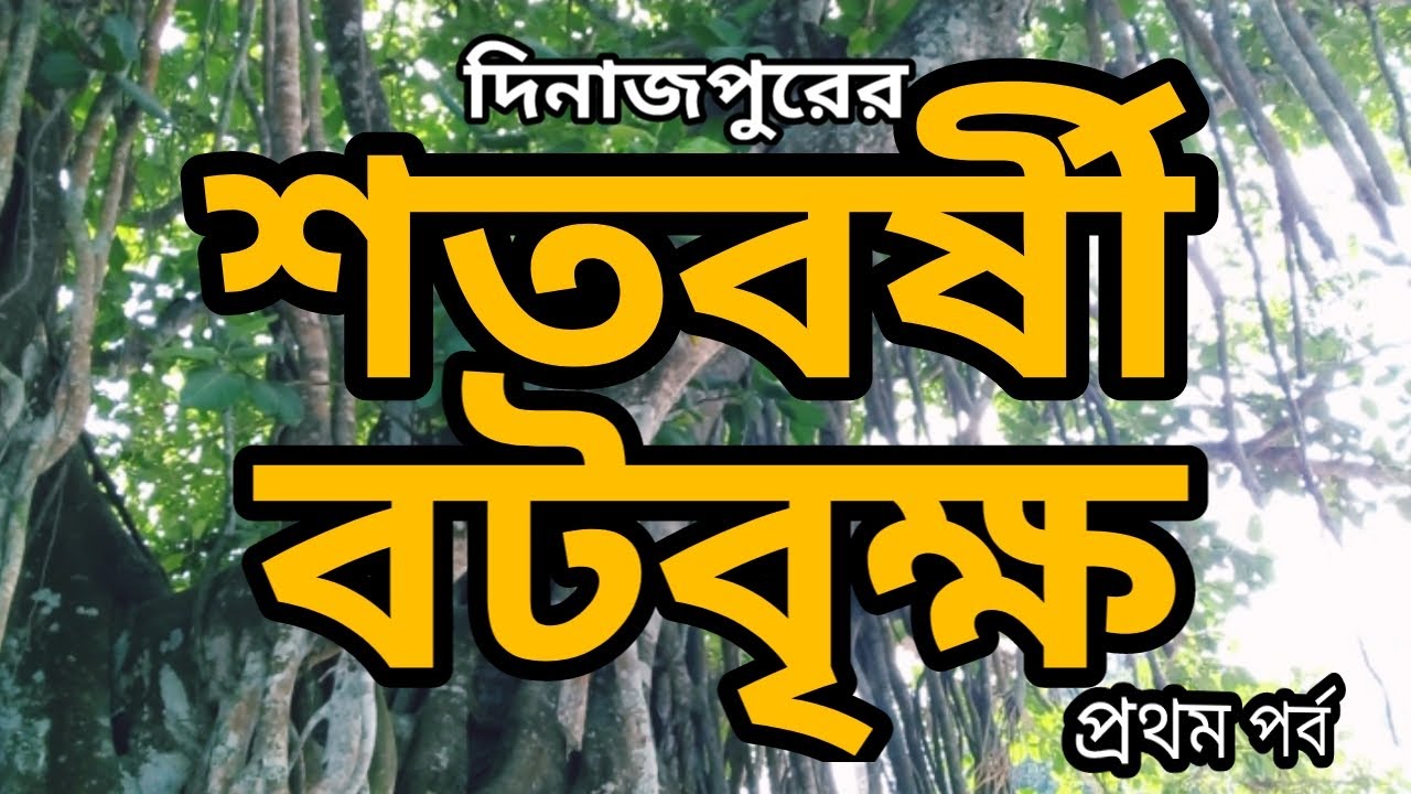 100 Years Old Binary Tree।। Biggest Binary Tree Dinajpur - YouTube