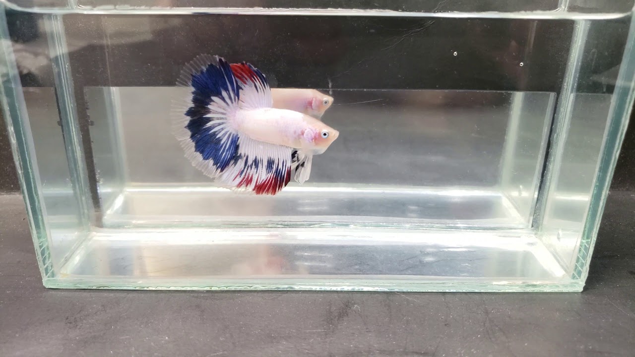 Red White & Blue Betta Fish F37 - YouTube