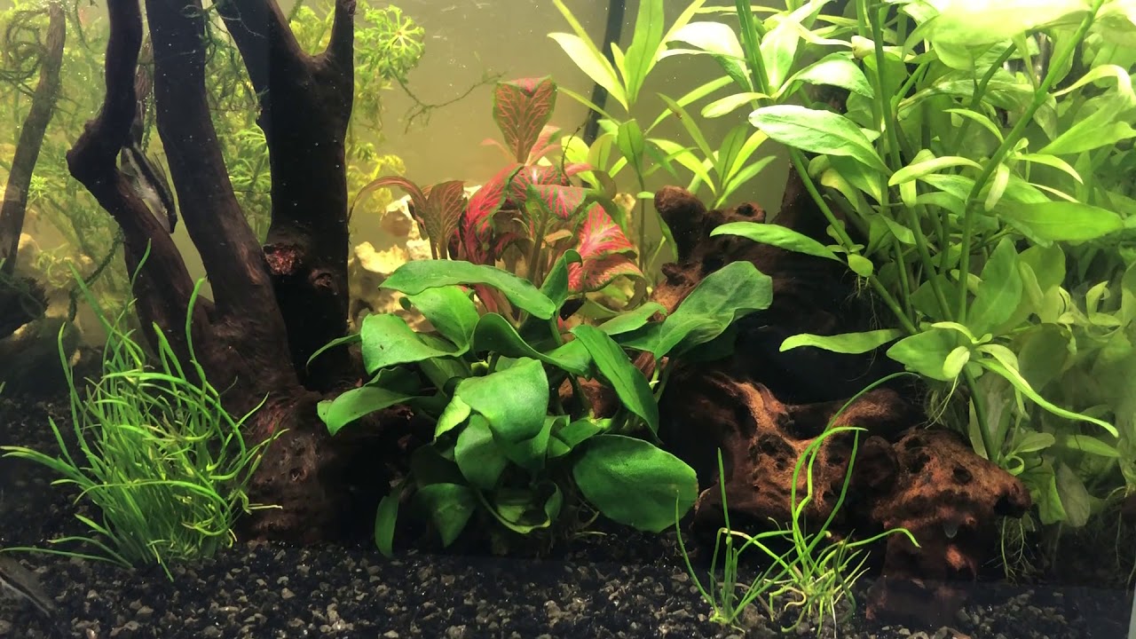 1 Month Update - Low Tech, Low Maintenance Nano Shrimp Tank - YouTube