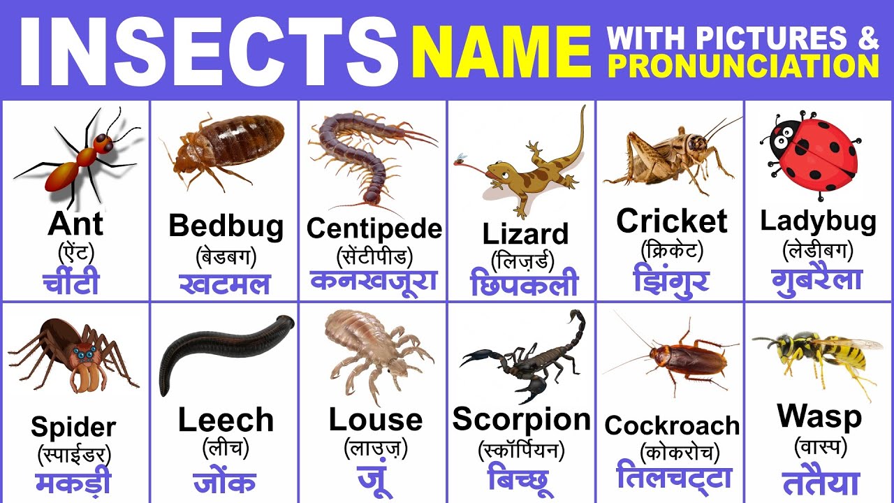 Names Of Insects List Of Insects In English With Pictures Pin Page
