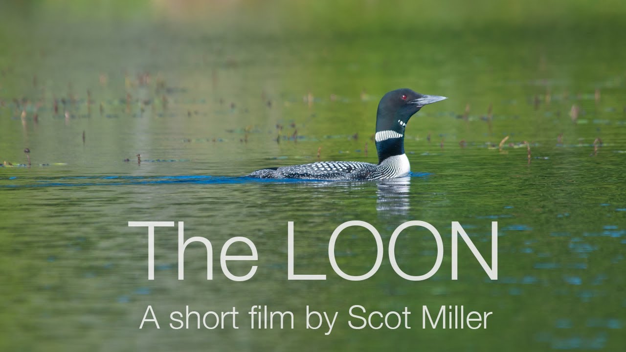 The Loon, its looning, and Henry David Thoreau - YouTube