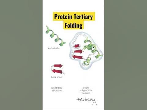 How Proteins Fold: The Tertiary Structure of Proteins Explained - YouTube
